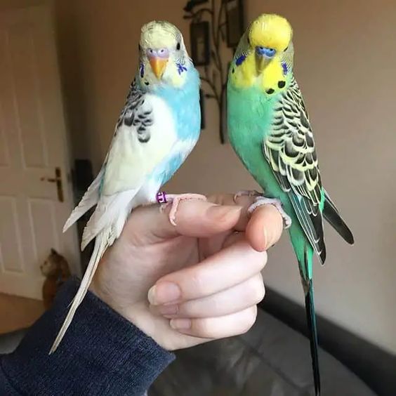 8 Best Tips for Parakeet Training: Happy Feathery Friendship