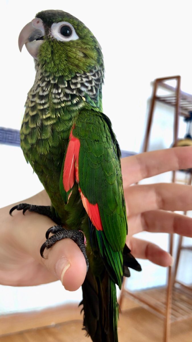 Half Moon Conure for Sale – Hand-Raised & Affordable Prices