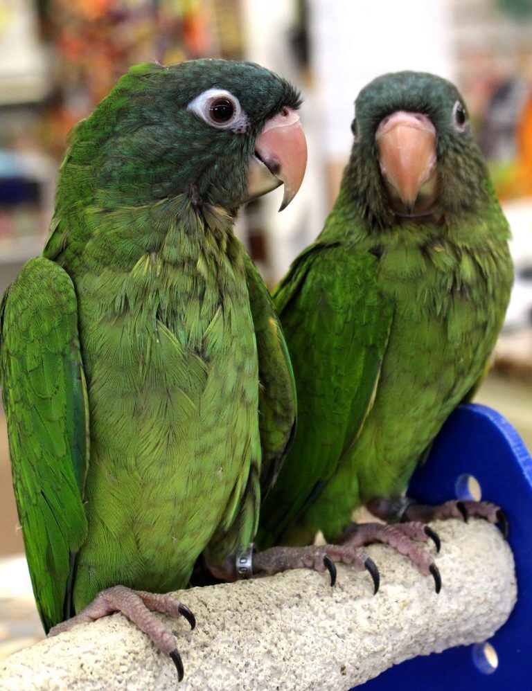 Jenday Conures - Vibrant Talking Parrots for Sale Online