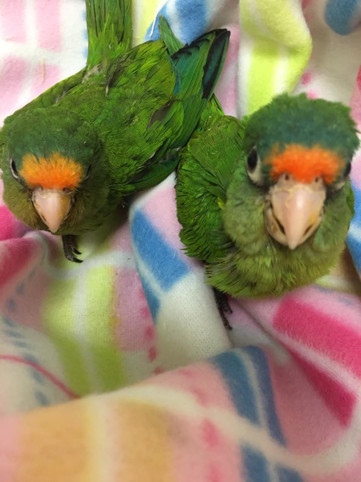 Half Moon Conure for Sale – Hand-Raised & Affordable Prices