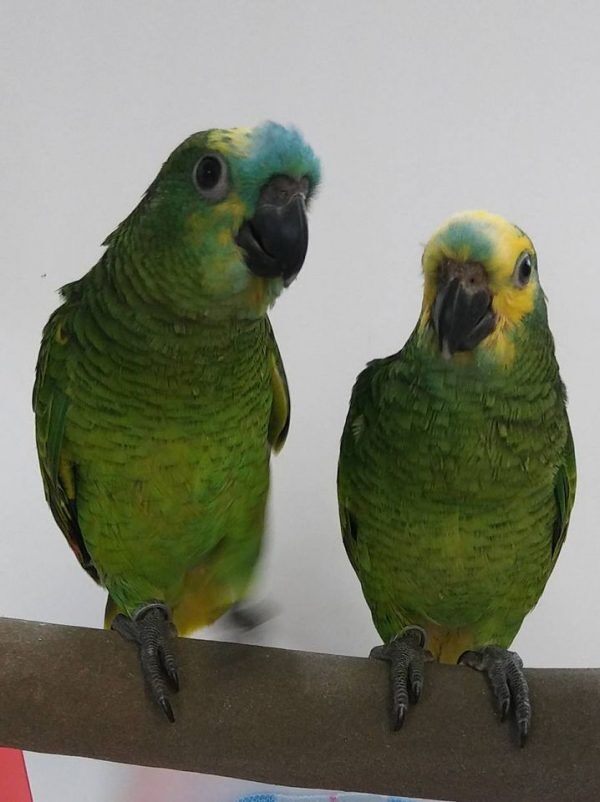 Blue Fronted Amazon for Sale | Exotic Amazon Birds for Sale