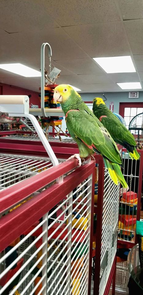 Shop - Page 2 of 4 - Exotic birds for sale - Parrots eggs for sale
