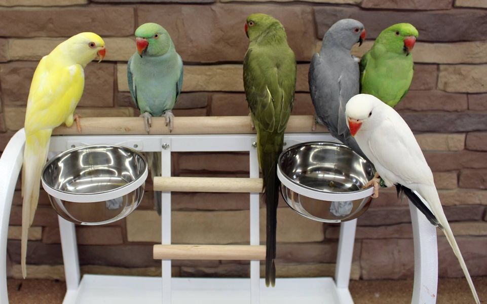 Indian Ringneck Parakeet for sale