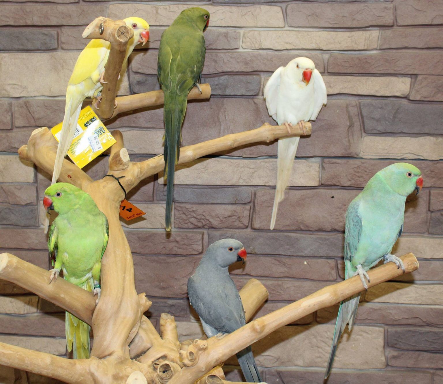 Indian Ringneck Parakeet for sale