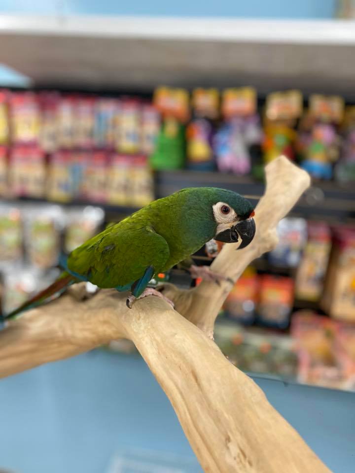 Meta Title: Illigers Macaw for Sale | Hand-Raised Blue-Winged Macaws