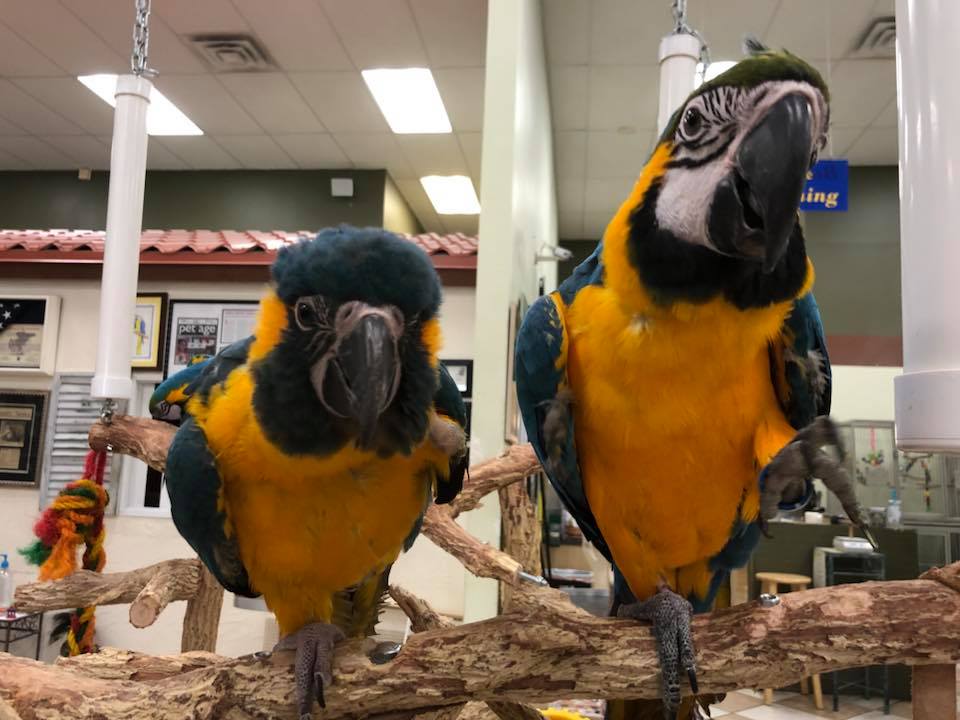 Shop - Exotic birds for sale - Parrots eggs for sale