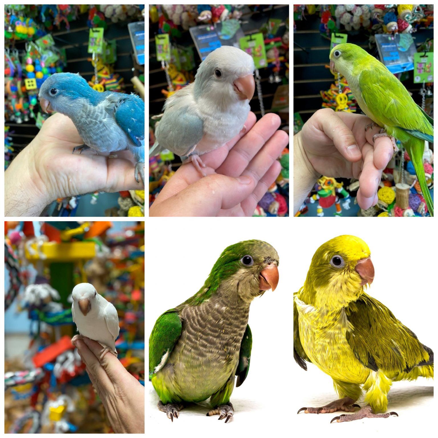 Macaw for Sale | Vibrant, Hand-Raised, and Healthy Parrots