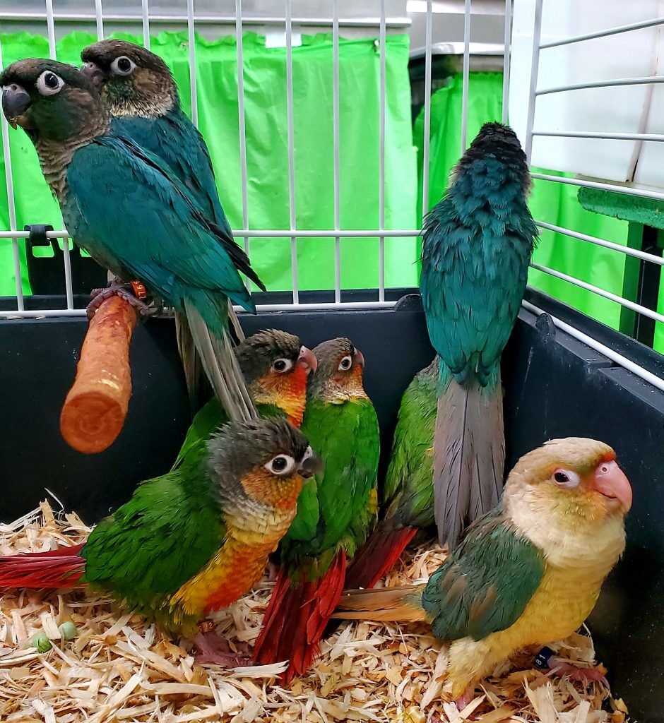 Jenday Conures - Vibrant Talking Parrots for Sale Online