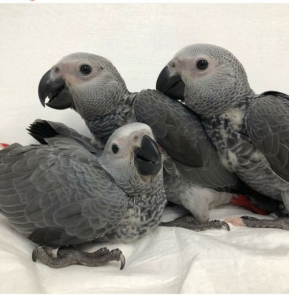 Baby African Grey birds for sale | Weaned | Unweaned Babies