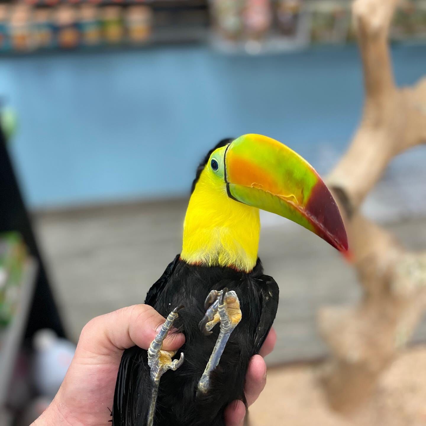 Hand Raised Toucans for Sale