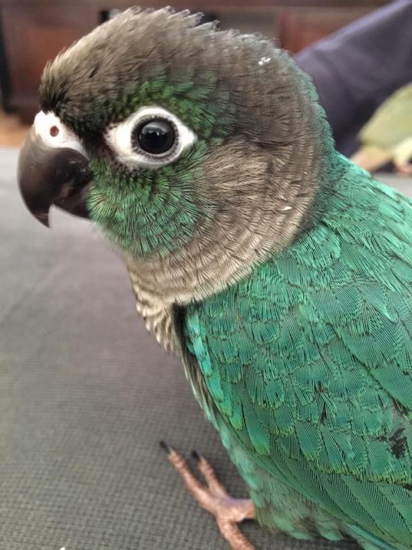 Can Conure Birds Talk? Speech Potential Explained
