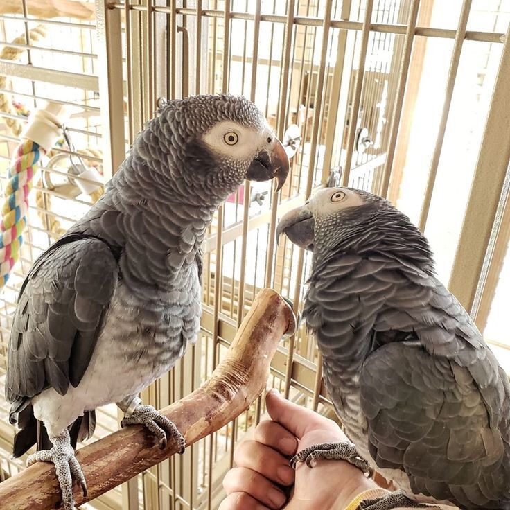 Introducing A New Bird To An Older African Grey Safe Bird Socialization Tips